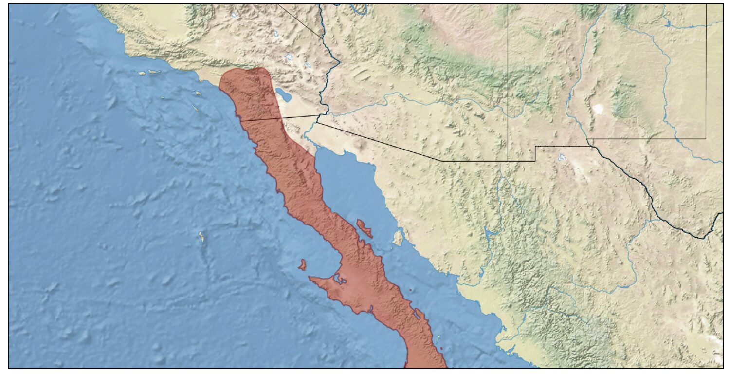 19 Types of RATTLESNAKES in the USA! (ID Guide) - Bird Watching HQ