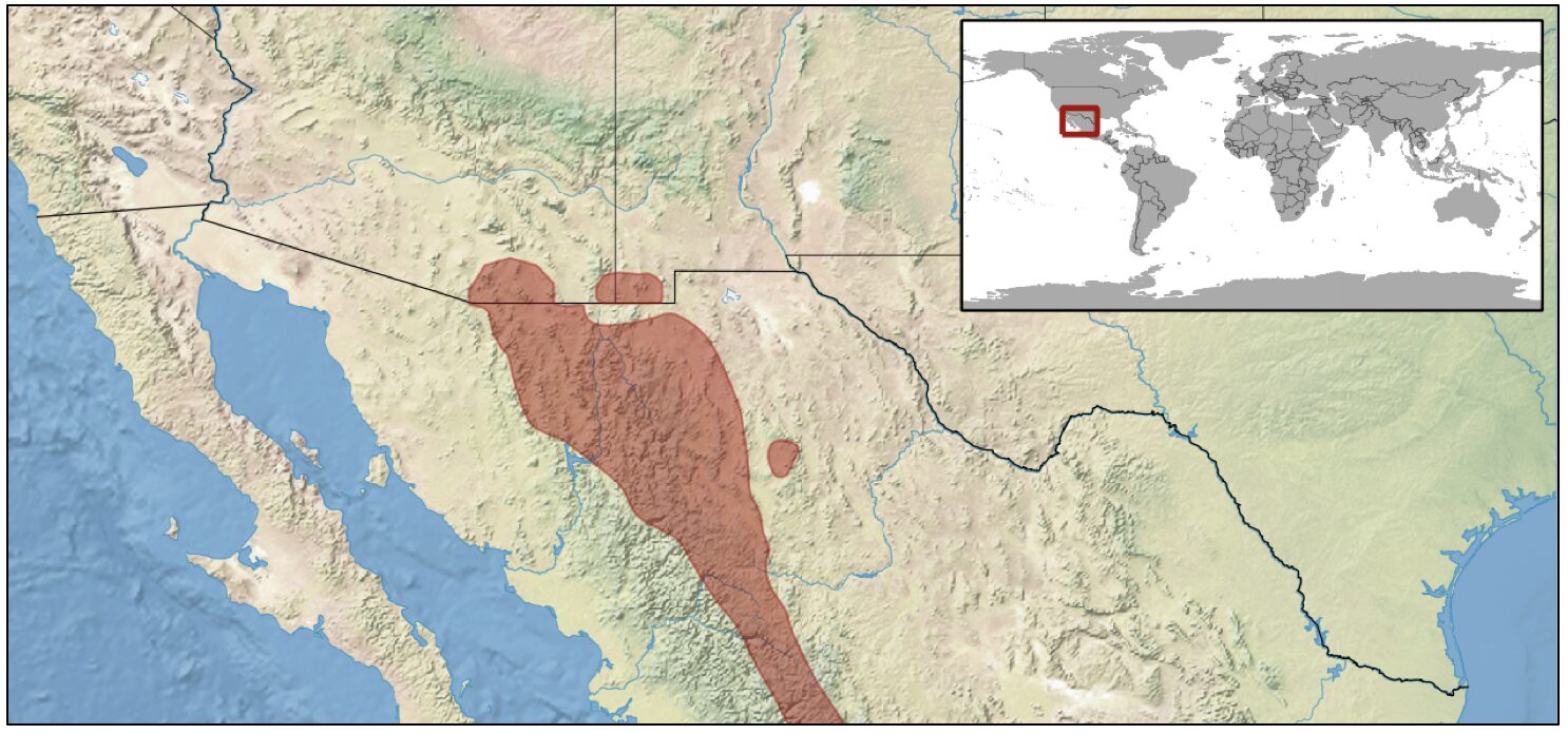8 Types of Rattlesnakes in New Mexico! (ID Guide) - Bird Watching HQ