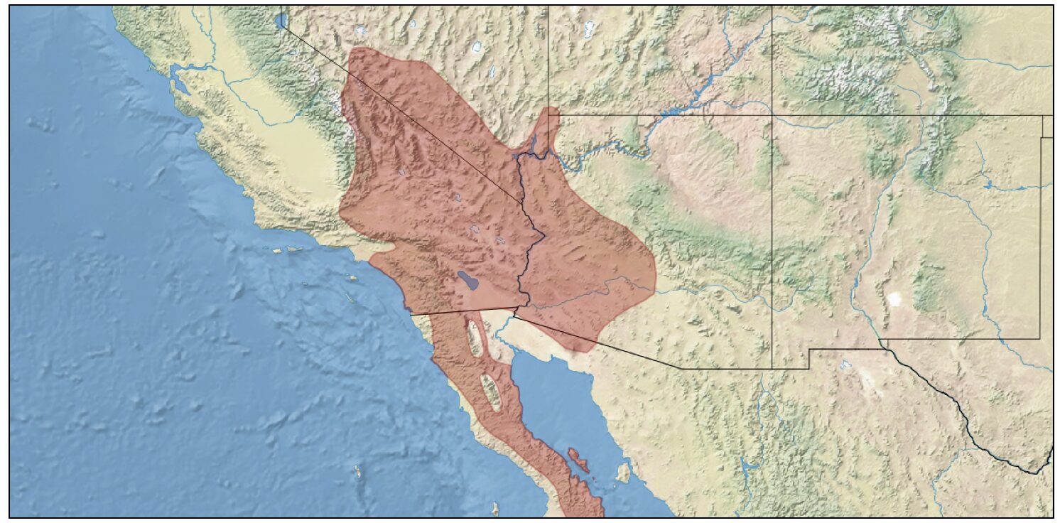 6 Types of Rattlesnakes in Nevada! (ID Guide) - Bird Watching HQ