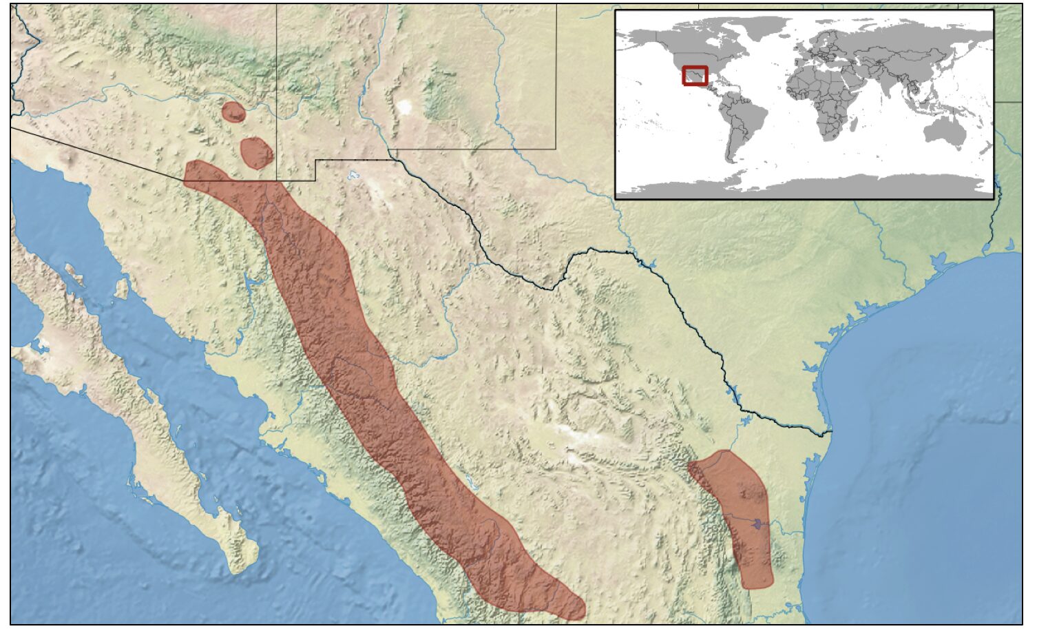 27 Types of SNAKES That Live in Arizona! (ID Guide) - Bird Watching HQ