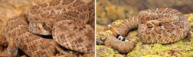 6 VENOMOUS Snakes Found in Arkansas! (2025) - Bird Watching HQ