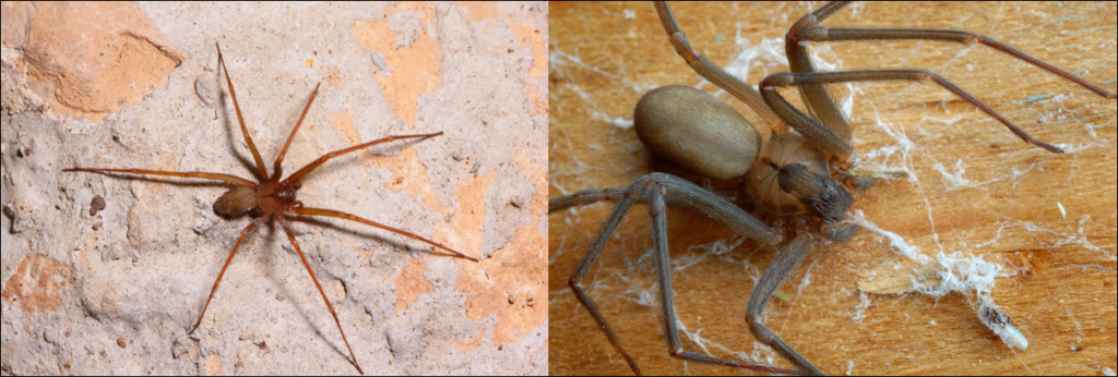 26 Most Common Spiders In Illinois Id Guide Bird Watching Hq