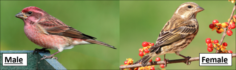 14 Types of Finches Found in Canada! (ID Guide) - Bird Watching HQ