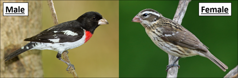 14 Types of Finches Found in British Columbia! (ID Guide) - Bird ...