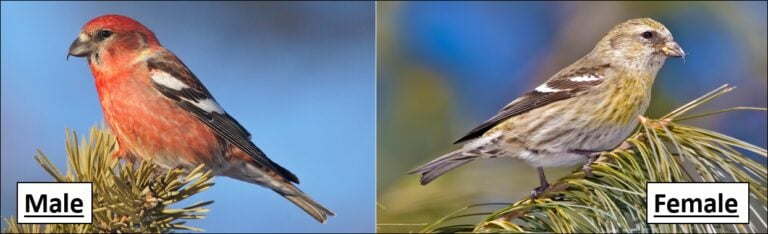 14 Types of Finches Found in Oregon! (ID Guide) - Bird Watching HQ