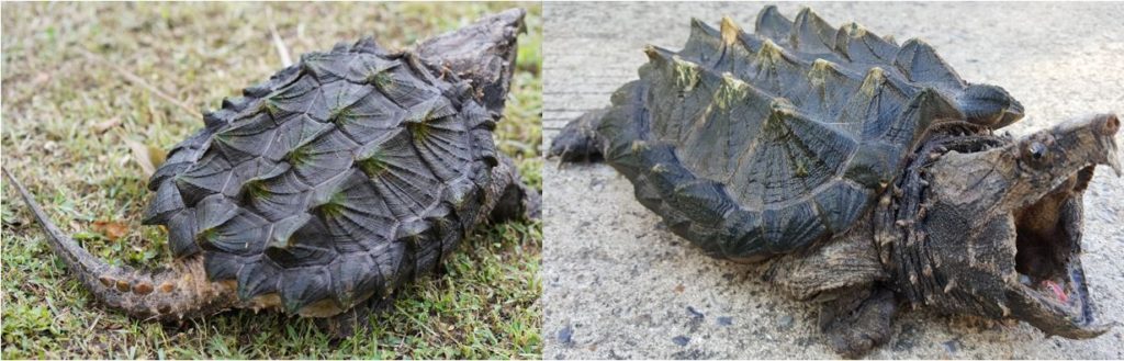 28 Types of Turtles Found in Louisiana! (ID Guide) - Bird Watching HQ