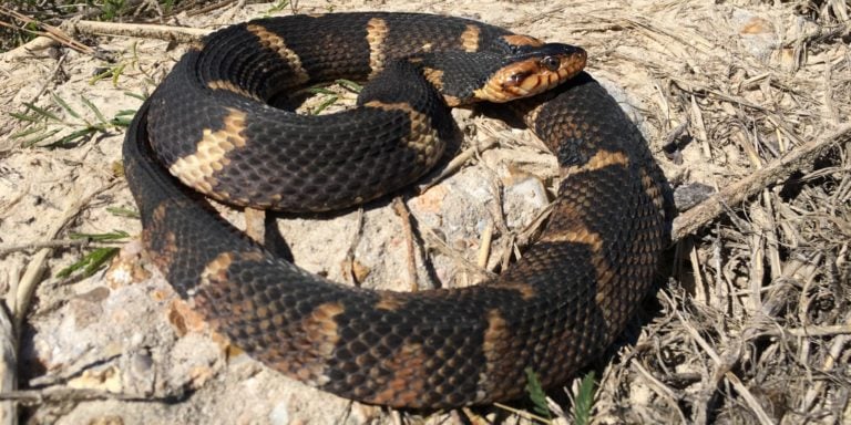40 Types of SNAKES That Live in Oklahoma! (ID Guide) - Bird Watching HQ
