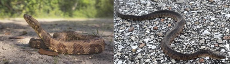 34 Types of SNAKES That Live in South Carolina! (ID Guide) - Bird ...