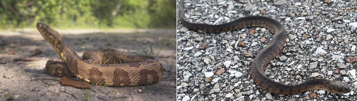 34 Types of SNAKES That Live in South Carolina! (ID Guide) - Bird ...