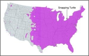 7 Types of Turtles Found in Washington! (state) - Bird Watching HQ