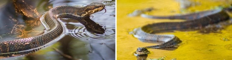 12 Types of Water Snakes Found in Texas! (ID Guide) - Bird Watching HQ
