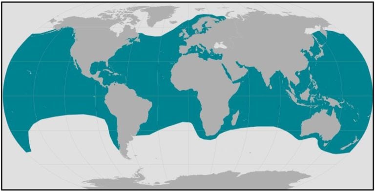 8 Types of Turtles Found in California! (ID Guide) - Bird Watching HQ