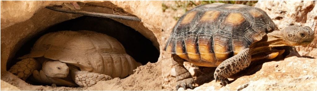 5 Types of Turtles Found in Arizona! (ID Guide) - Bird Watching HQ