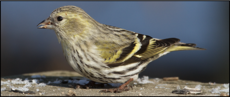 6 Types of Finches Found in Florida! (ID Guide) - Bird Watching HQ