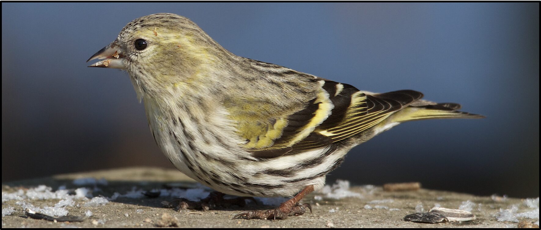 10 Types of Finches Found in New Hampshire! (ID Guide) - Bird Watching HQ