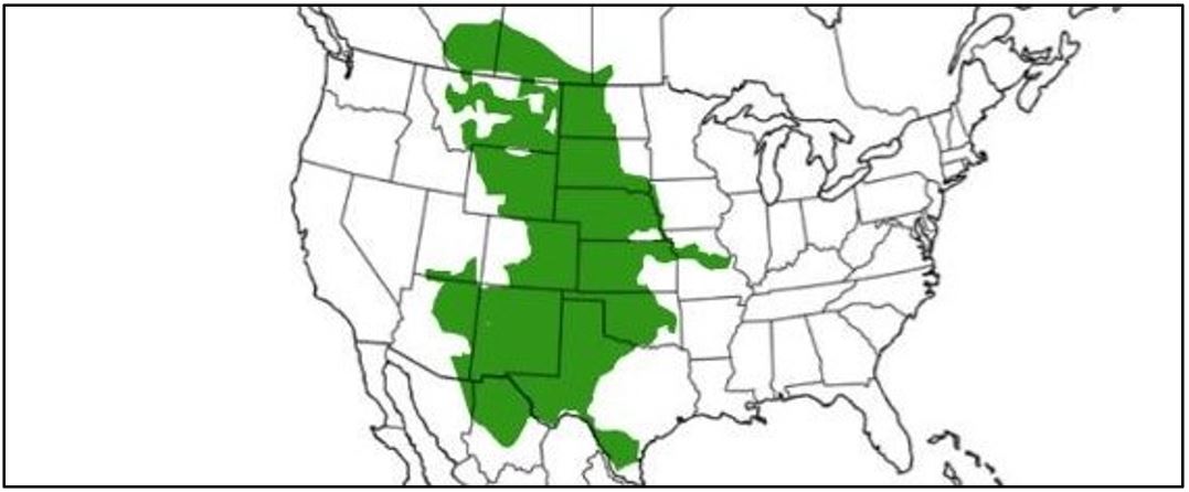 18 Types of Toads Found in the United States! (ID Guide) - Bird Watching HQ