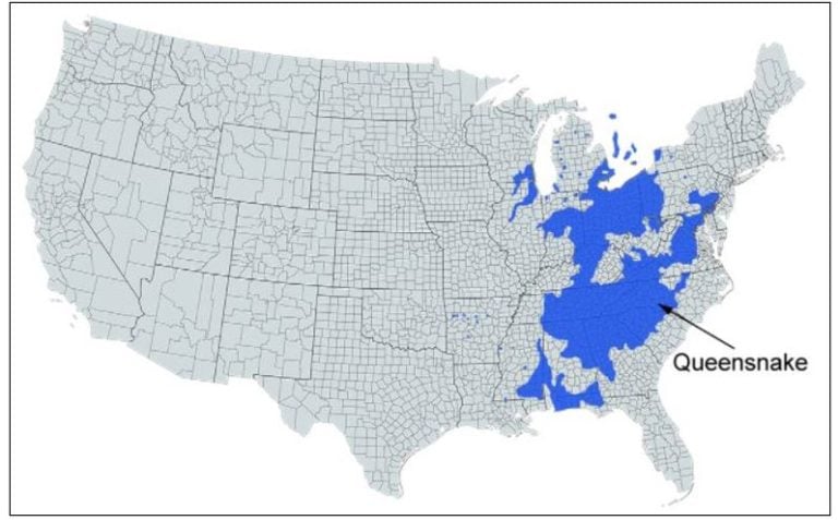 21 Types of SNAKES That Live in Maryland! (ID Guide) - Bird Watching HQ
