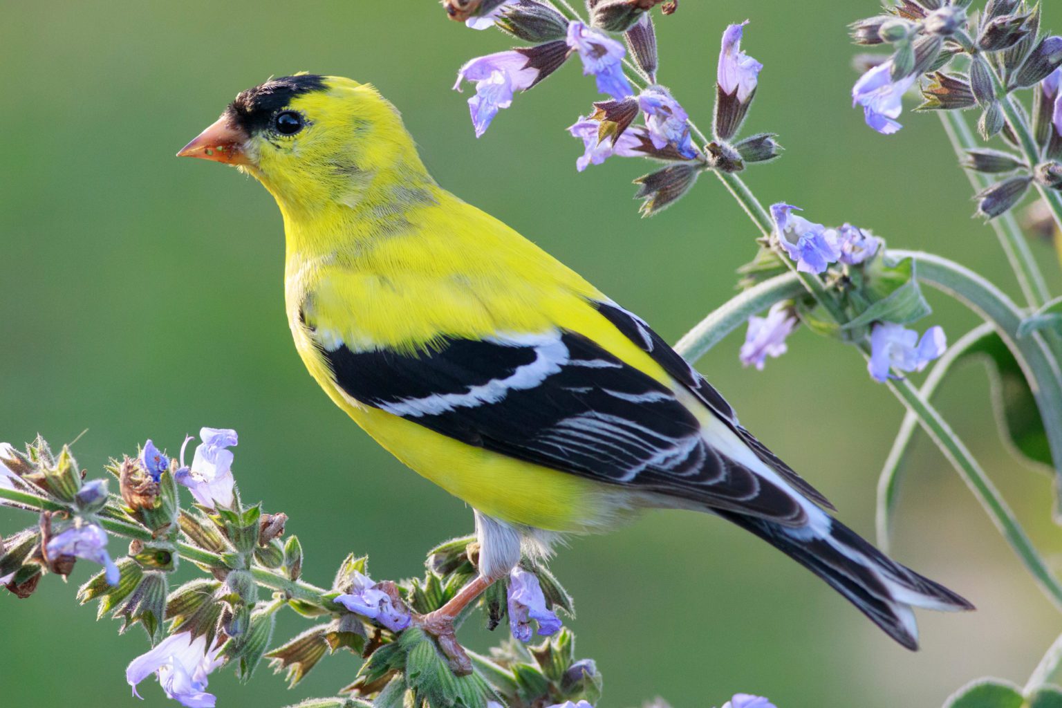4 Calls & Sounds that American Goldfinches Make (2025) - Bird Watching HQ