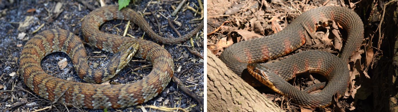 34 Types of SNAKES That Live in South Carolina! (ID Guide) - Bird ...