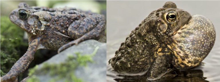 6 Types of Toads Found in Nevada! (ID Guide) - Bird Watching HQ