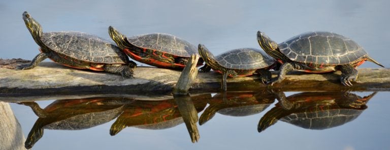 22 Types of Turtles Found in Virginia! (ID Guide) - Bird Watching HQ