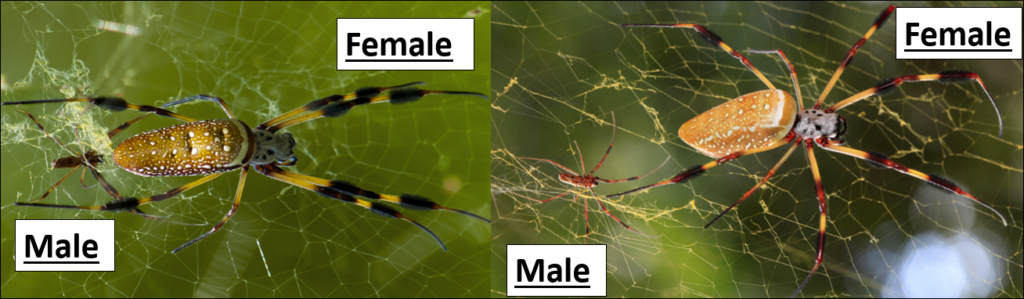 22 COMMON Spiders Found in Peru! (2025) - Bird Watching HQ