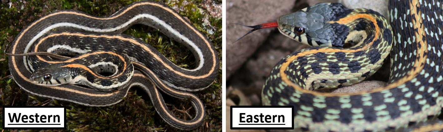 24 COMMON Snakes in Mexico! (2025) - Bird Watching HQ