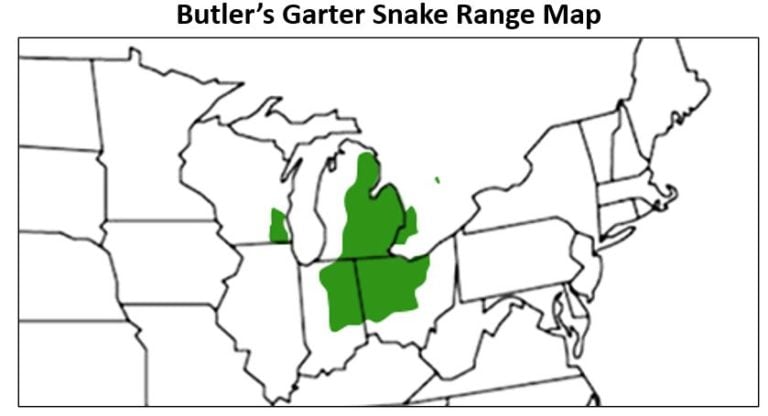 19 Types of SNAKES That Live in Wisconsin! (ID Guide) - Bird Watching HQ