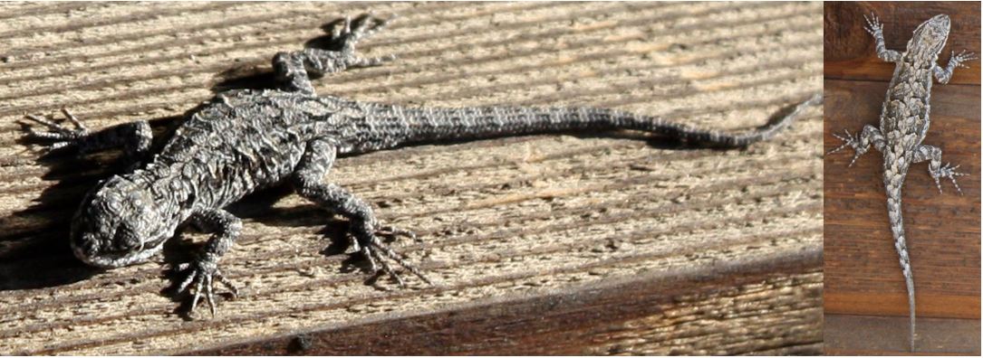 41 Types of Lizards Found in Arizona! (ID Guide) - Bird Watching HQ