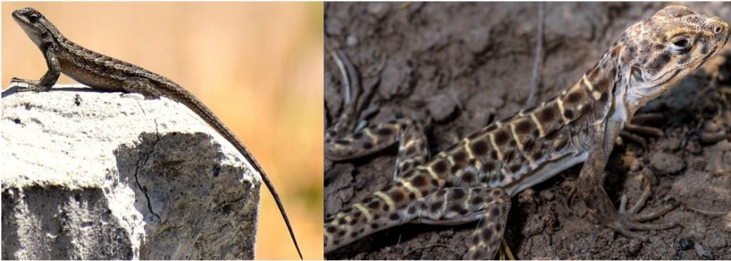 50 Common LIZARDS Found in the United States! (ID Guide) - Bird Watching HQ