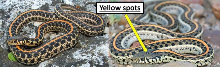 26 Types of SNAKES That Live in Iowa! (ID Guide) - Bird Watching HQ
