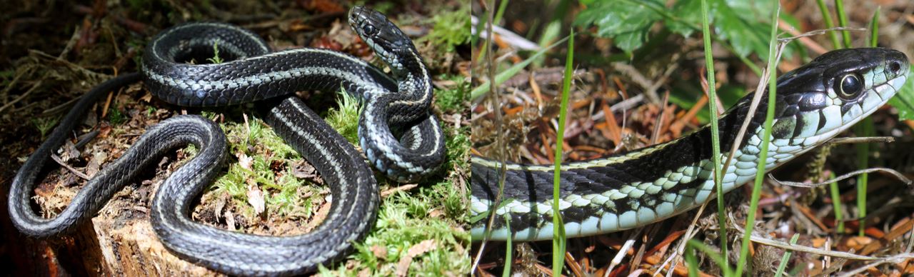 4 Types of Garter Snakes in Washington! (state) - Bird Watching HQ