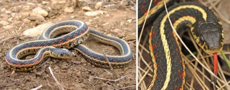 21 Types of SNAKES That Live in Nebraska! (ID Guide) - Bird Watching HQ