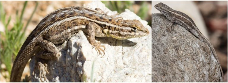 41 Types of Lizards Found in Arizona! (ID Guide) - Bird Watching HQ