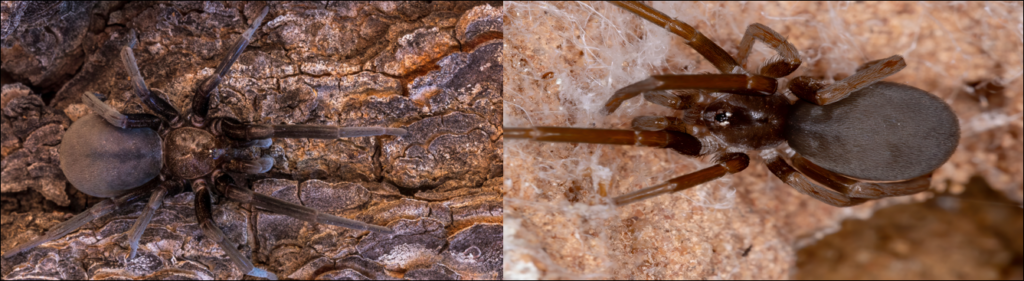 26 COMMON Spiders Found in Brazil! (2023) - Bird Watching HQ