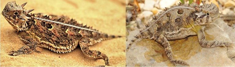 50 Common LIZARDS Found in the United States! (ID Guide) - Bird Watching HQ