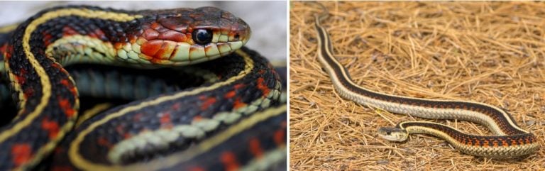 11 Types of SNAKES That Live in Montana! (ID Guide) - Bird Watching HQ