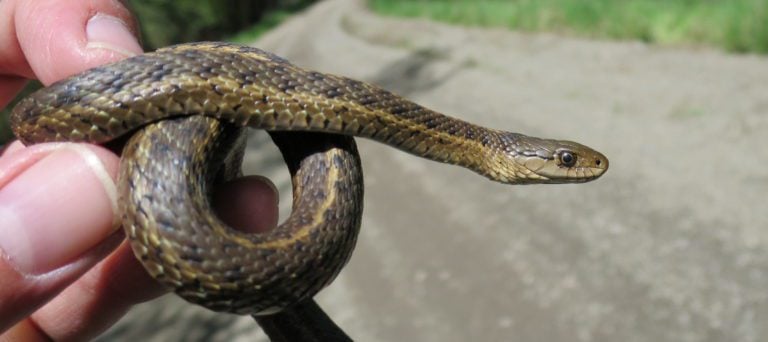 28 Types of SNAKES That Live in Canada! (ID Guide) - Bird Watching HQ