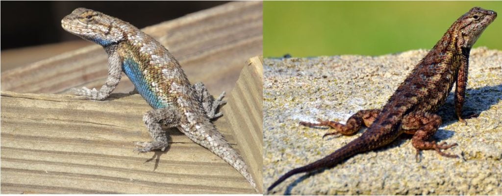 7 Types of Lizards Found in Washington! (state) - Bird Watching HQ