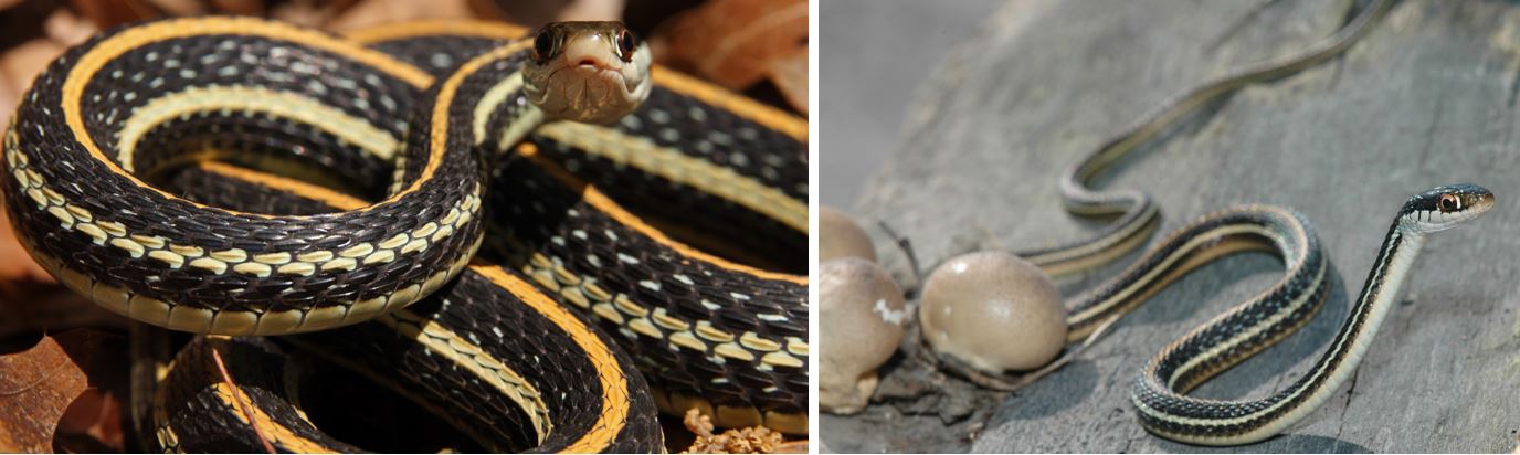 26 Types of SNAKES That Live in Iowa! (ID Guide) - Bird Watching HQ