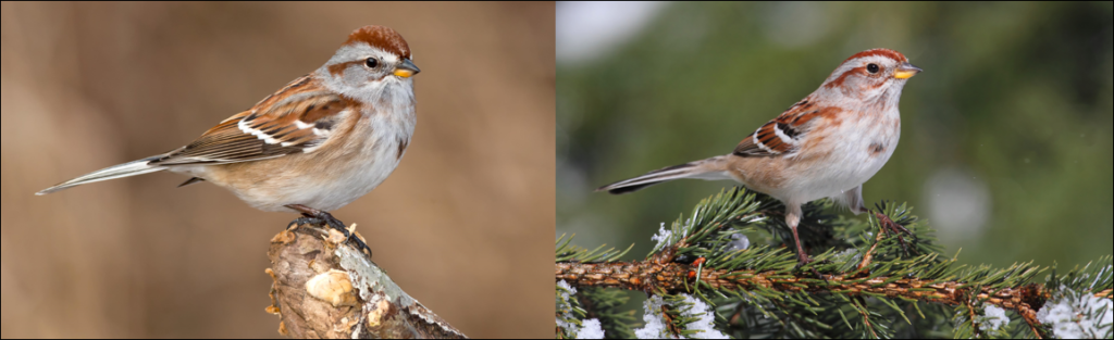 20 Types of Sparrows Found In Nevada! (ID GUIDE) - Bird Watching HQ