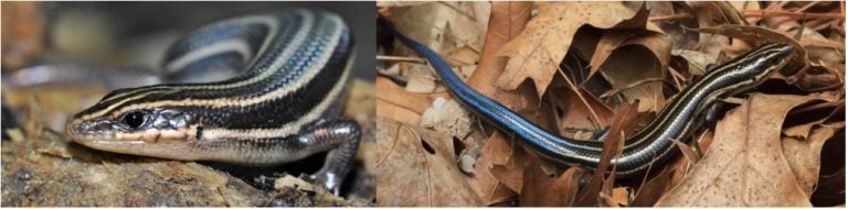 6 Types of Lizards Found in Ohio! (ID Guide) - Bird Watching HQ