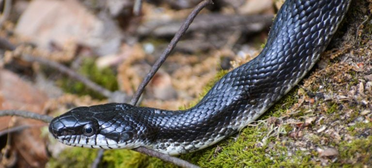 ID Guide to RATSNAKES Found in Georgia! (2 species) - Bird Watching HQ