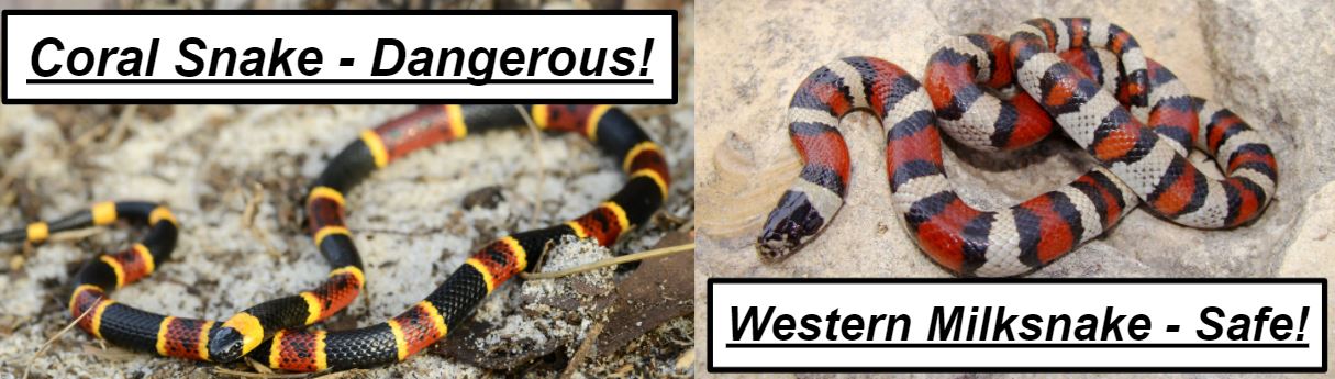 21 Types of SNAKES That Live in Nebraska! (ID Guide) - Bird Watching HQ