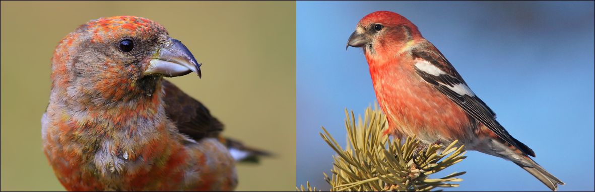 The 3 Types of Crossbills in the United States! (ID Guide) - Bird ...