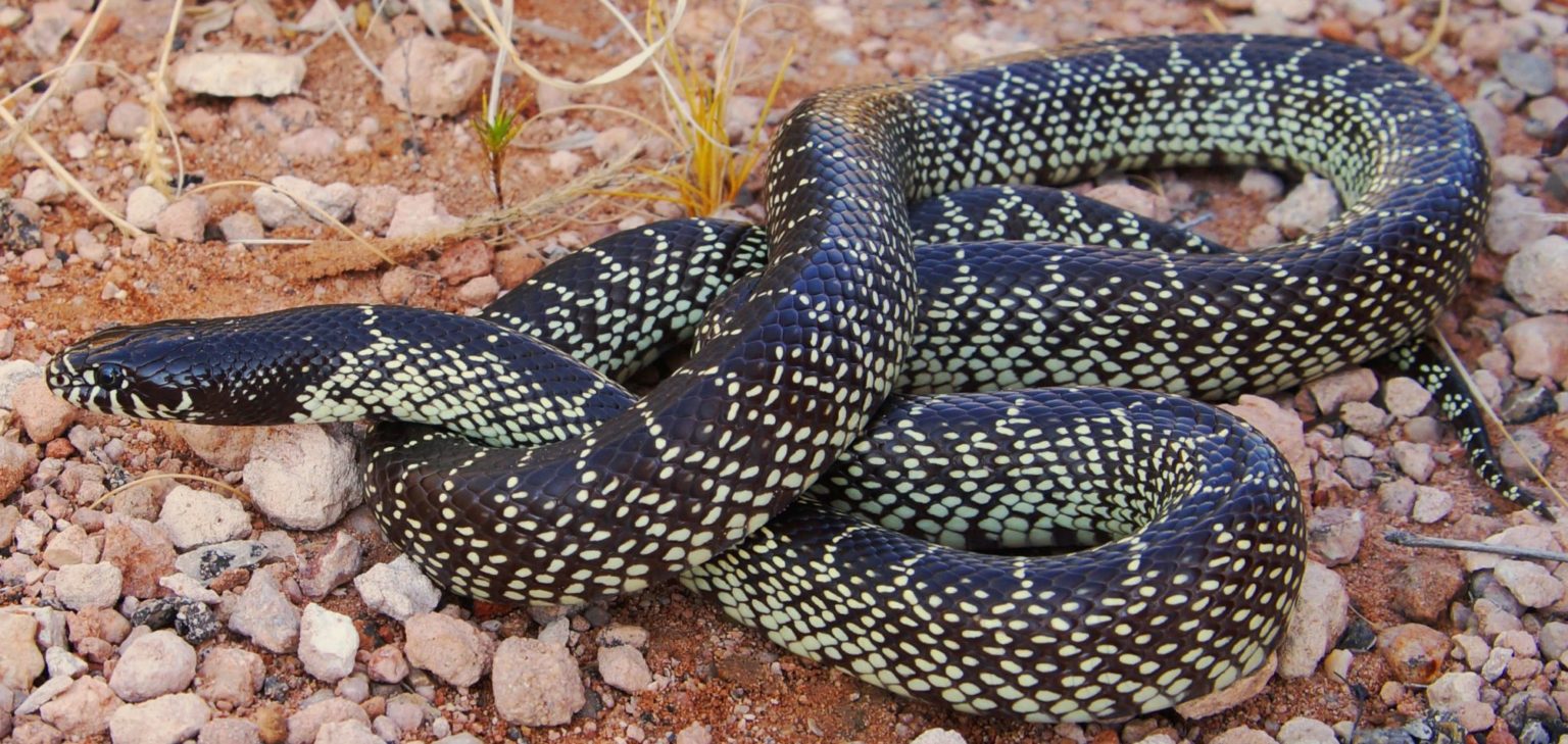 16 Types of Kingsnakes & Milksnakes in the United States! - Bird ...
