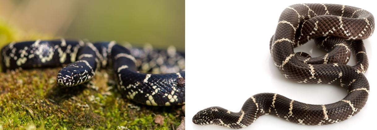 19 Types of SNAKES That Live in New Jersey! (ID Guide) - Bird Watching HQ