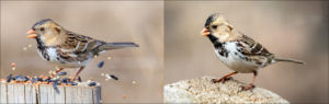 22 Types of Sparrows Found In Alberta! (ID GUIDE) - Bird Watching HQ