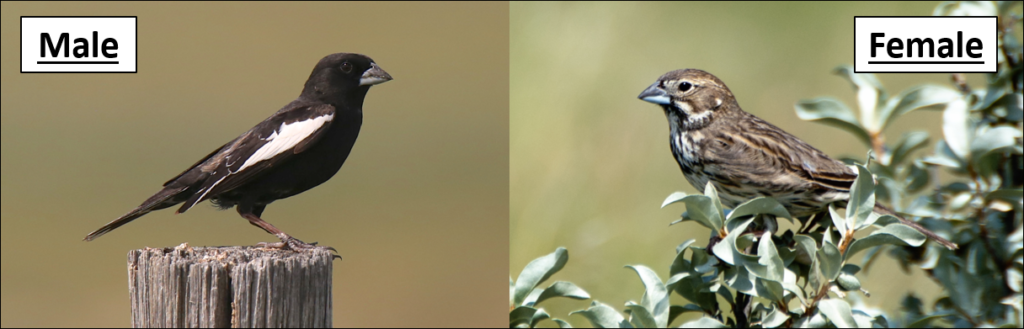 22 Types of Sparrows Found In Alberta! (ID GUIDE) - Bird Watching HQ