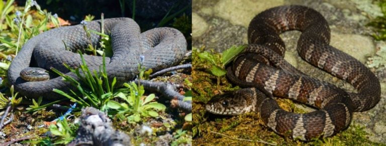 18 Types of SNAKES That Live in Pennsylvania! (ID Guide) - Bird Watching HQ
